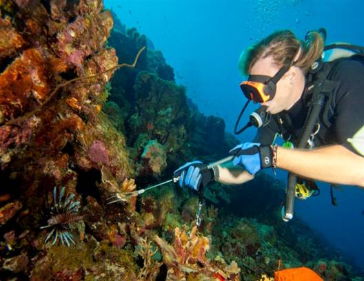 PADI Lionfish Hunter