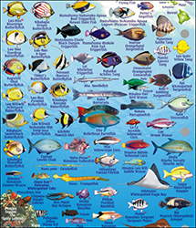 PADI Fish Identification Diver