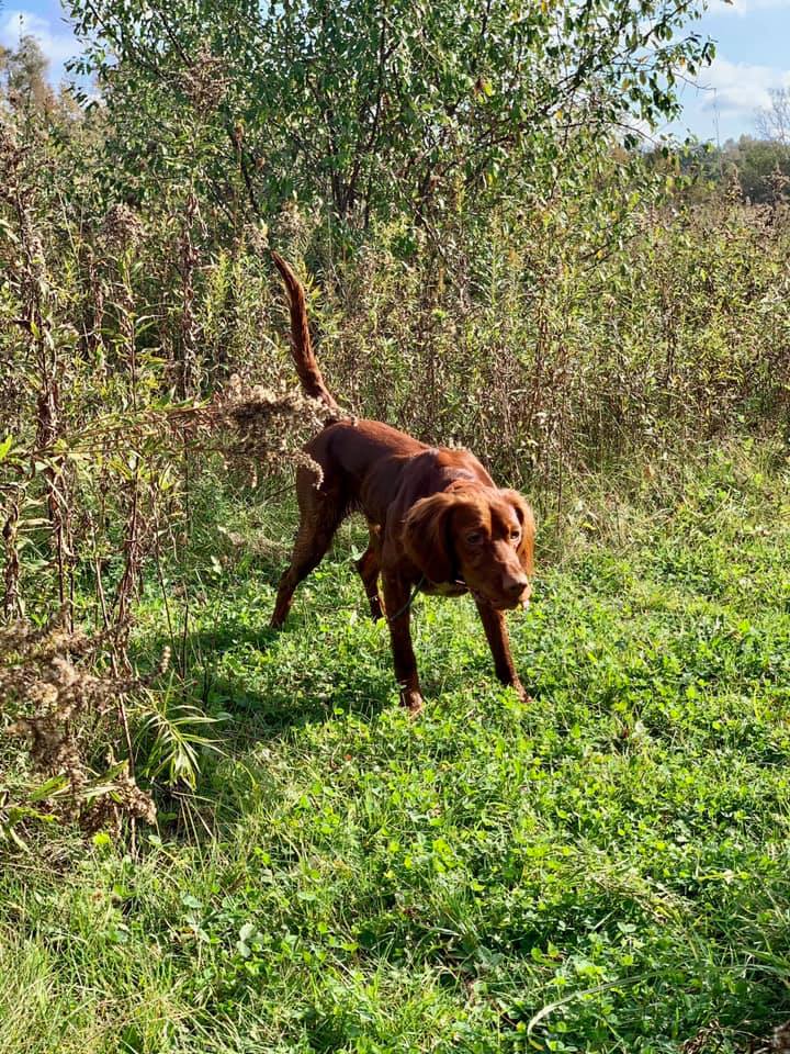 Michigan Pheasant Hunting Preserve and Gun Dog Training