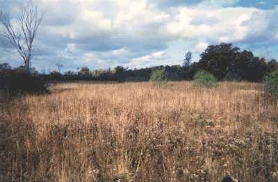 Pheasant Preserve Hunts