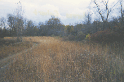 Pheasant Hunting, bird hunting, and hunt club in michigan. Game Bird Ranch.